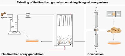 Tableting of fluidized bed granules containing living microorganisms ...
